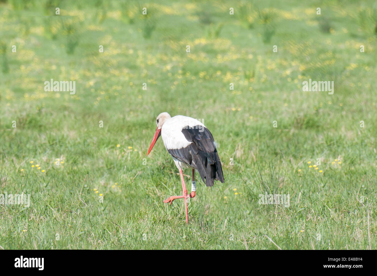 Running stork hi-res stock photography and images - Alamy