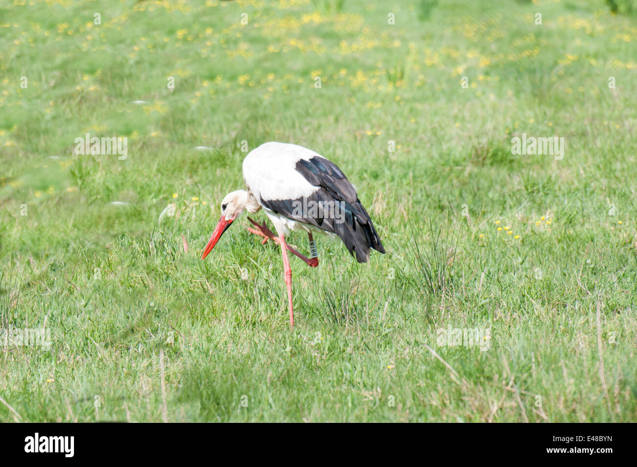 Stork running around the grass field Stock Photo - Alamy