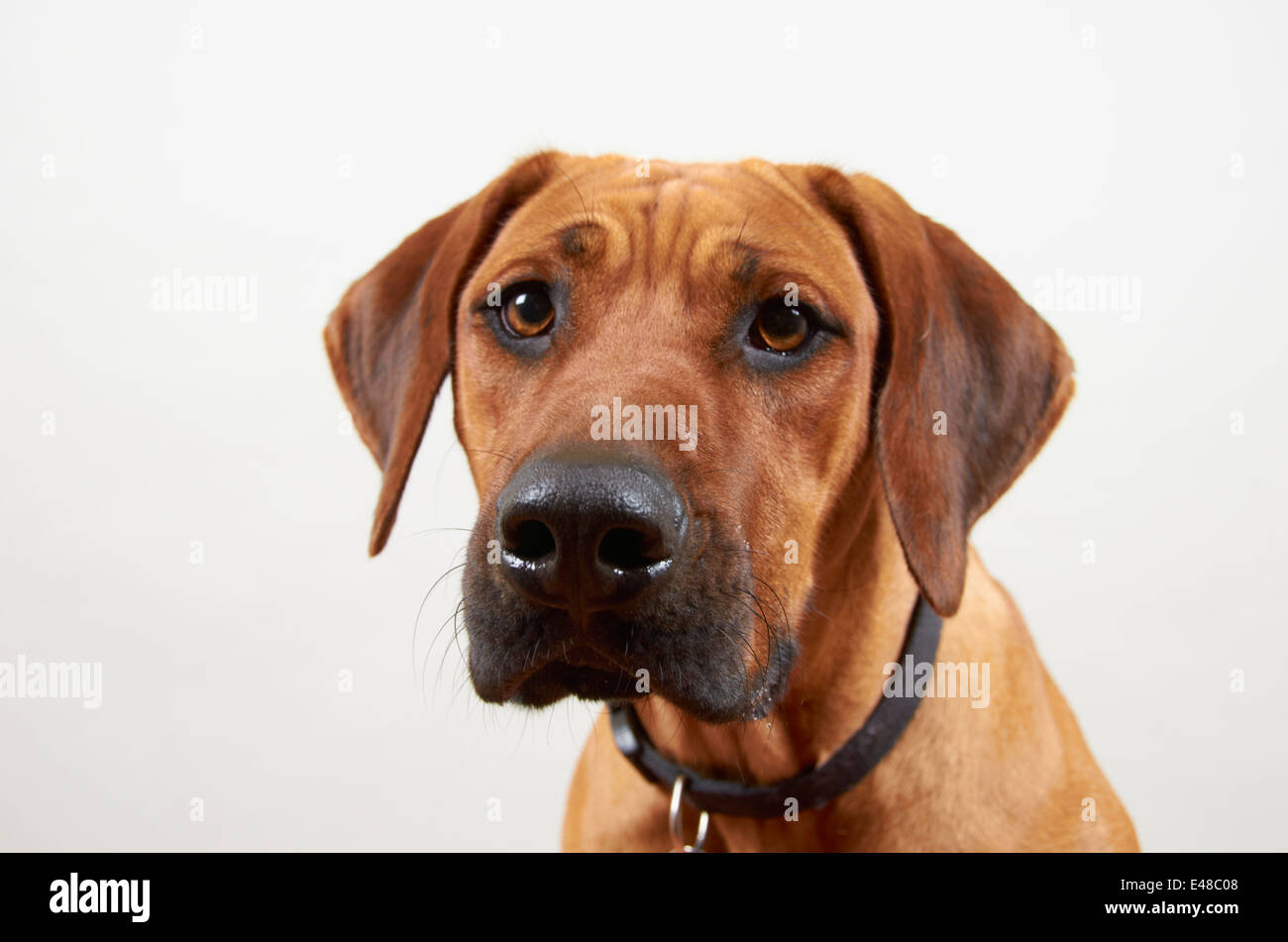rhodesian ridgeback, UK Stock Photo - Alamy