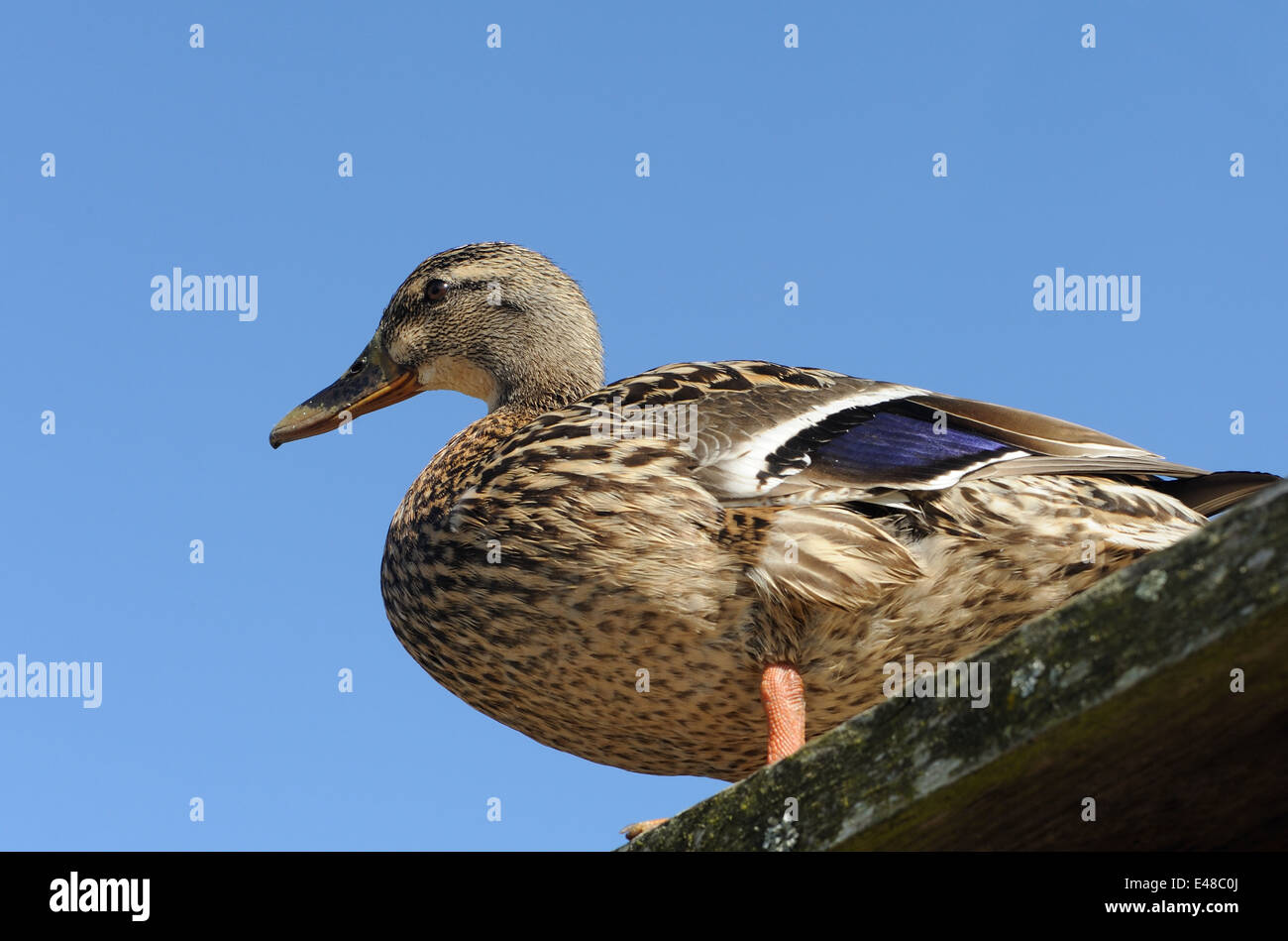 Female mallard duck with purple feathers hi-res stock photography and ...
