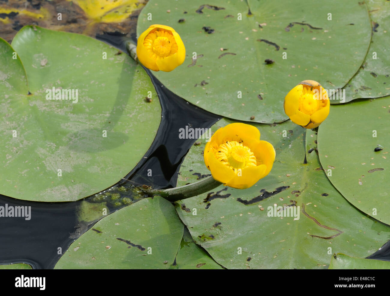 Yellow water lily hi-res stock photography and images - Alamy