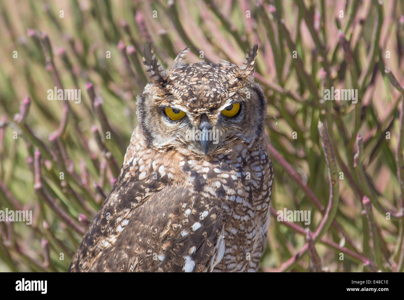 A Spotted Eagle Owl looking all serious Stock Photo - Alamy
