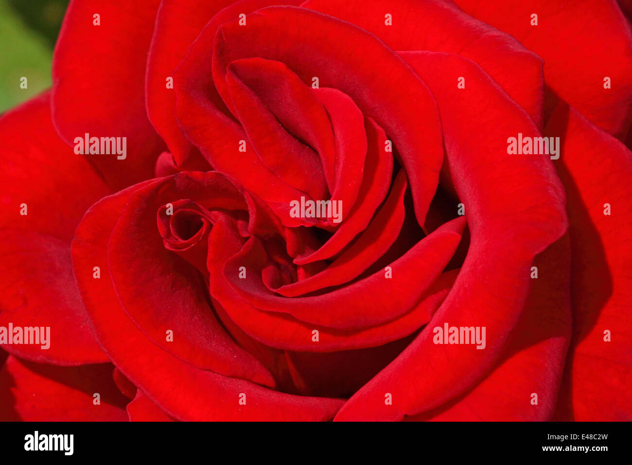 close up of red rose Stock Photo - Alamy
