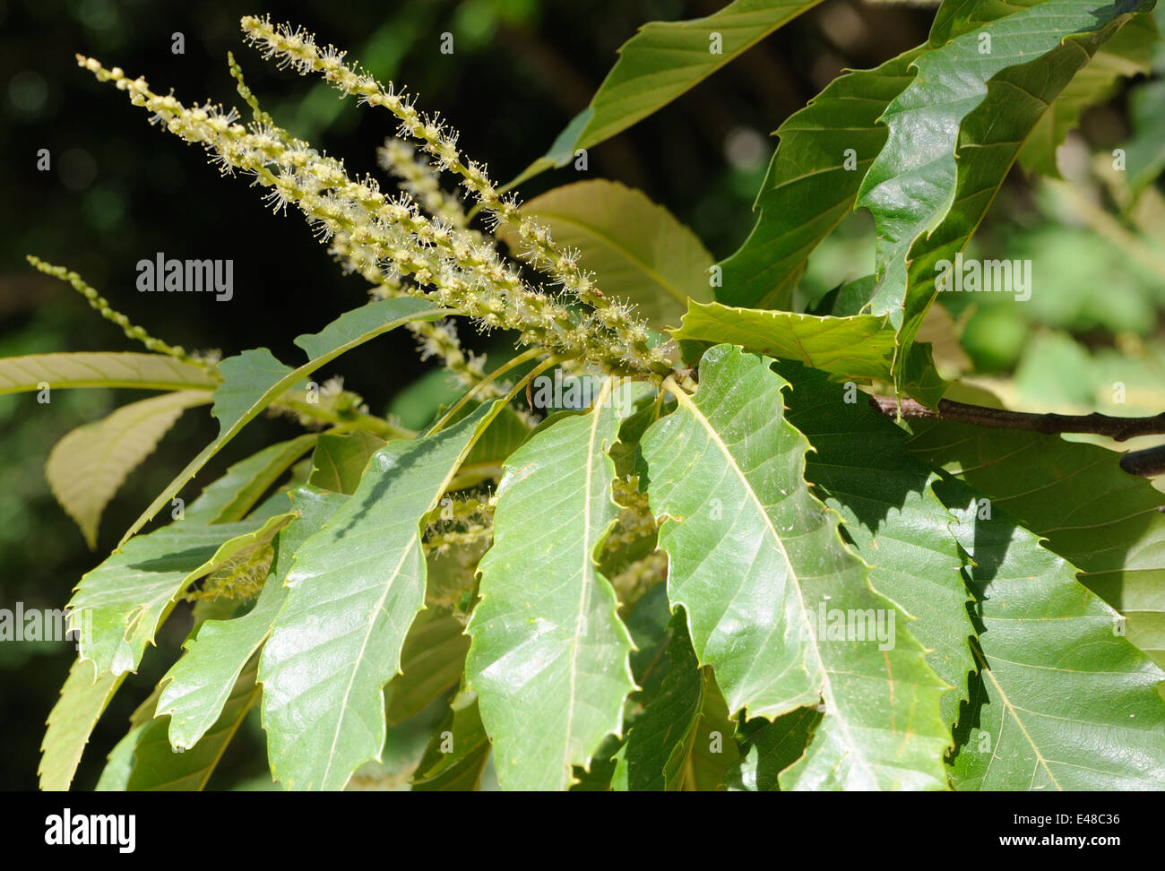 Male flowers of the Sweet Chestnut (Castanea sativa Stock Photo - Alamy