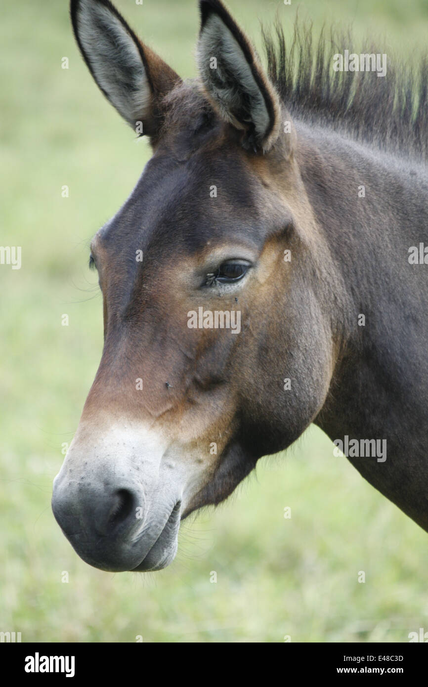 Mule horse donkey hi-res stock photography and images - Alamy