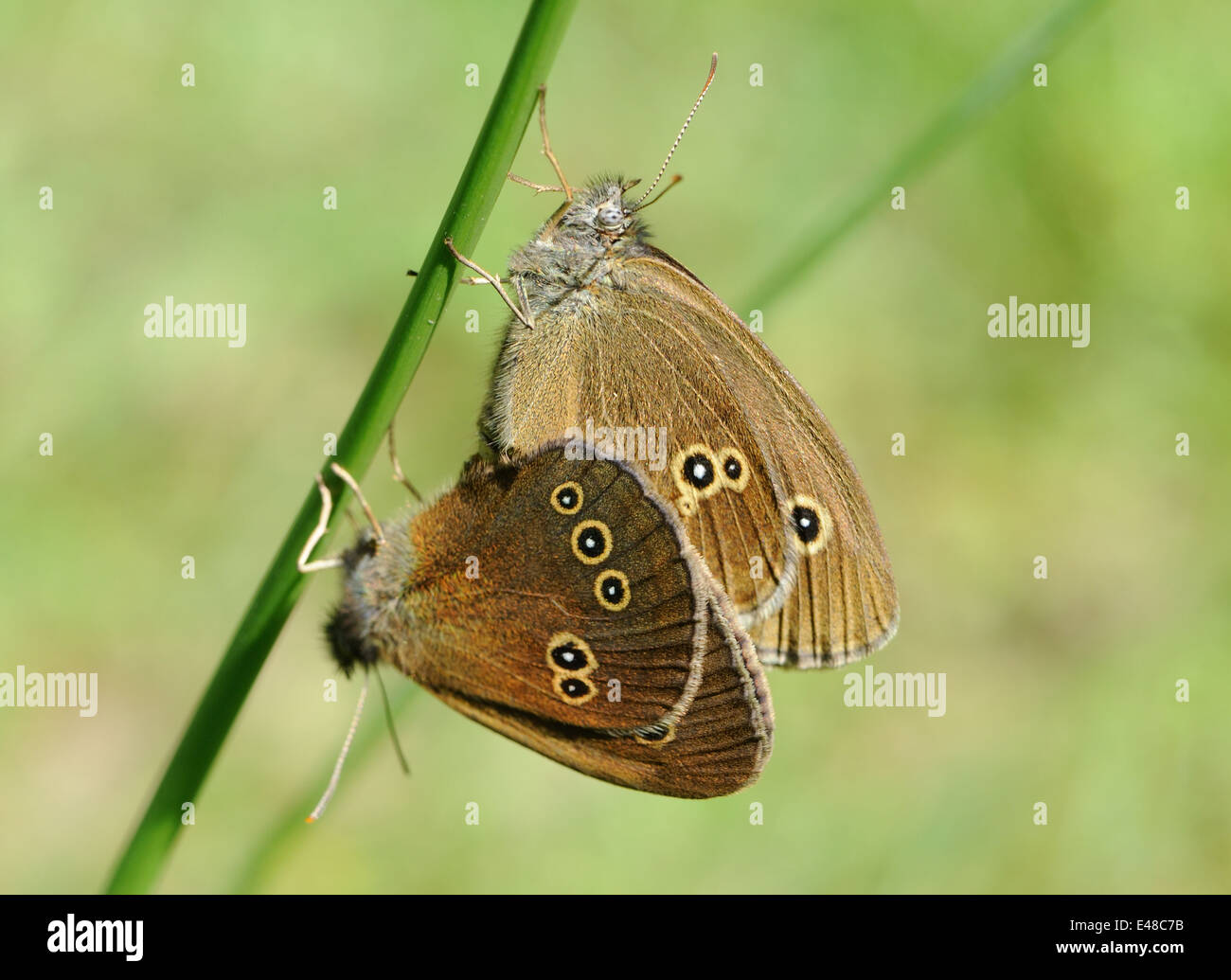 Mating ringlet butterflies hi-res stock photography and images - Alamy