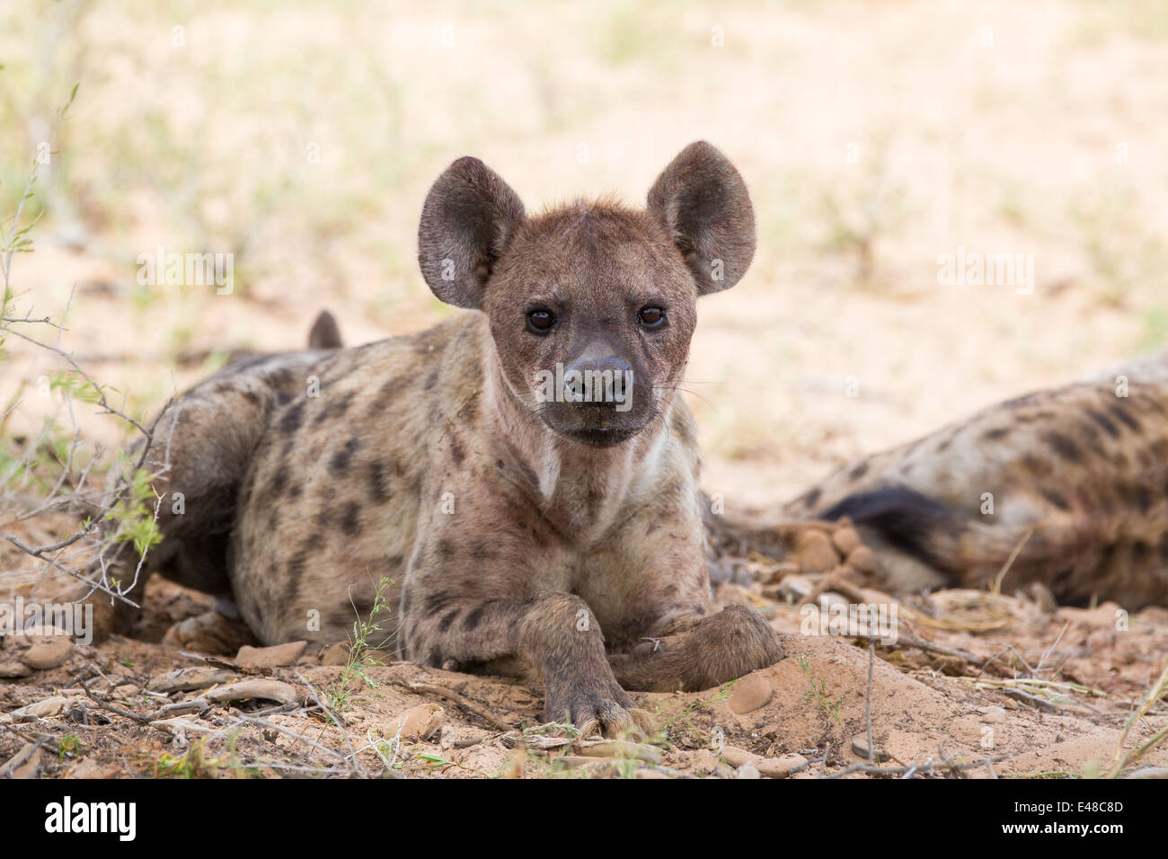 A spotted hyena lying in the desert sand looking forward with it's ears ...