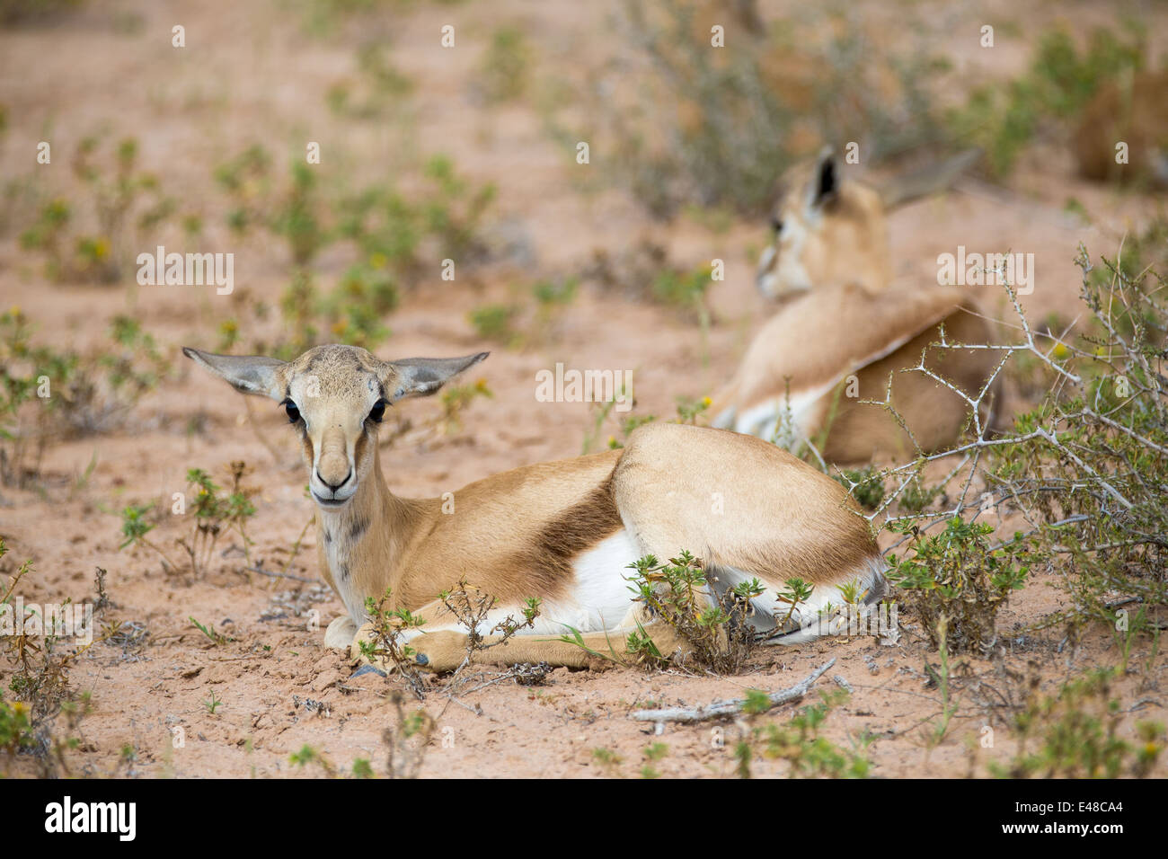Two young baby Springbuck lying in the desert field Stock Photo - Alamy