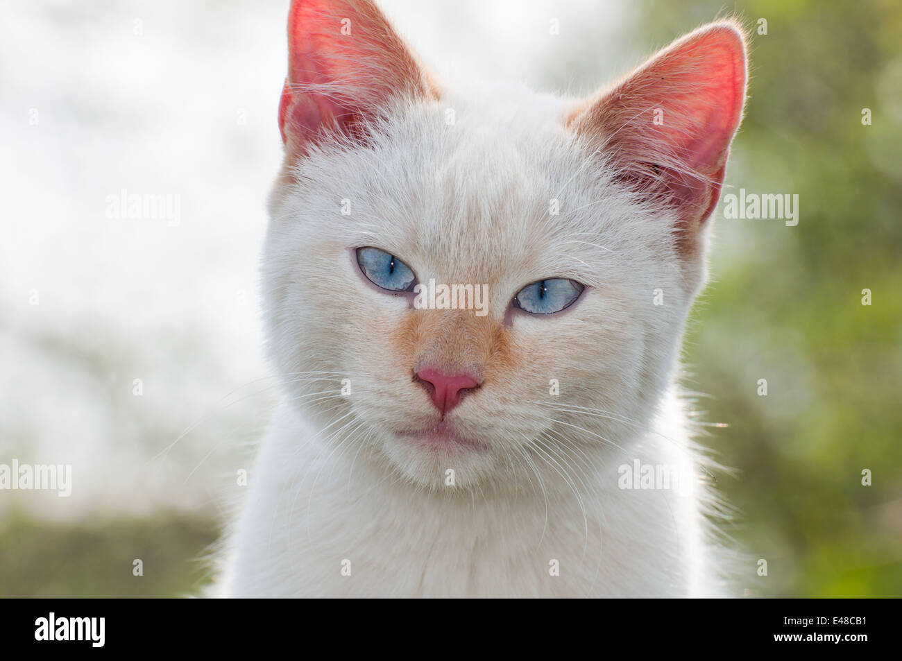 white animal one portrait furry cat pet nature open air blue garden ...