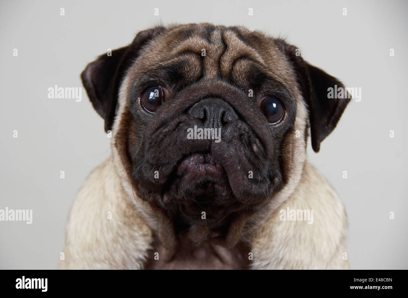 Headshot looking up scared hi-res stock photography and images - Alamy