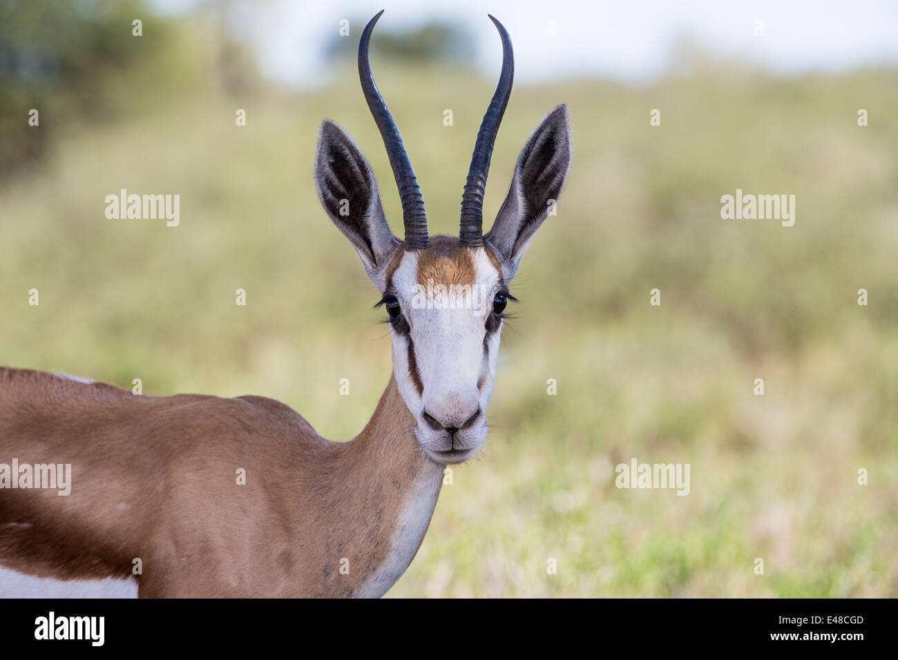 A young springbuck close up looking right into the camera lens Stock ...
