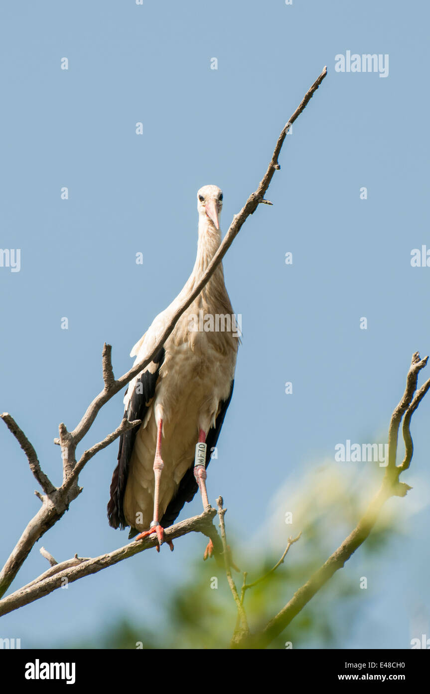 Stork perched in the branches of a tree Stock Photo - Alamy