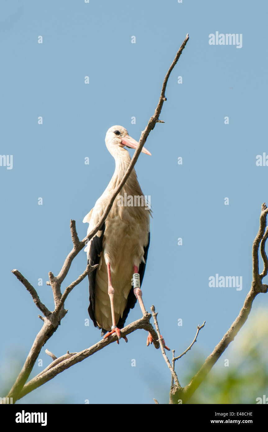 Stork perched in the branches of a tree Stock Photo - Alamy