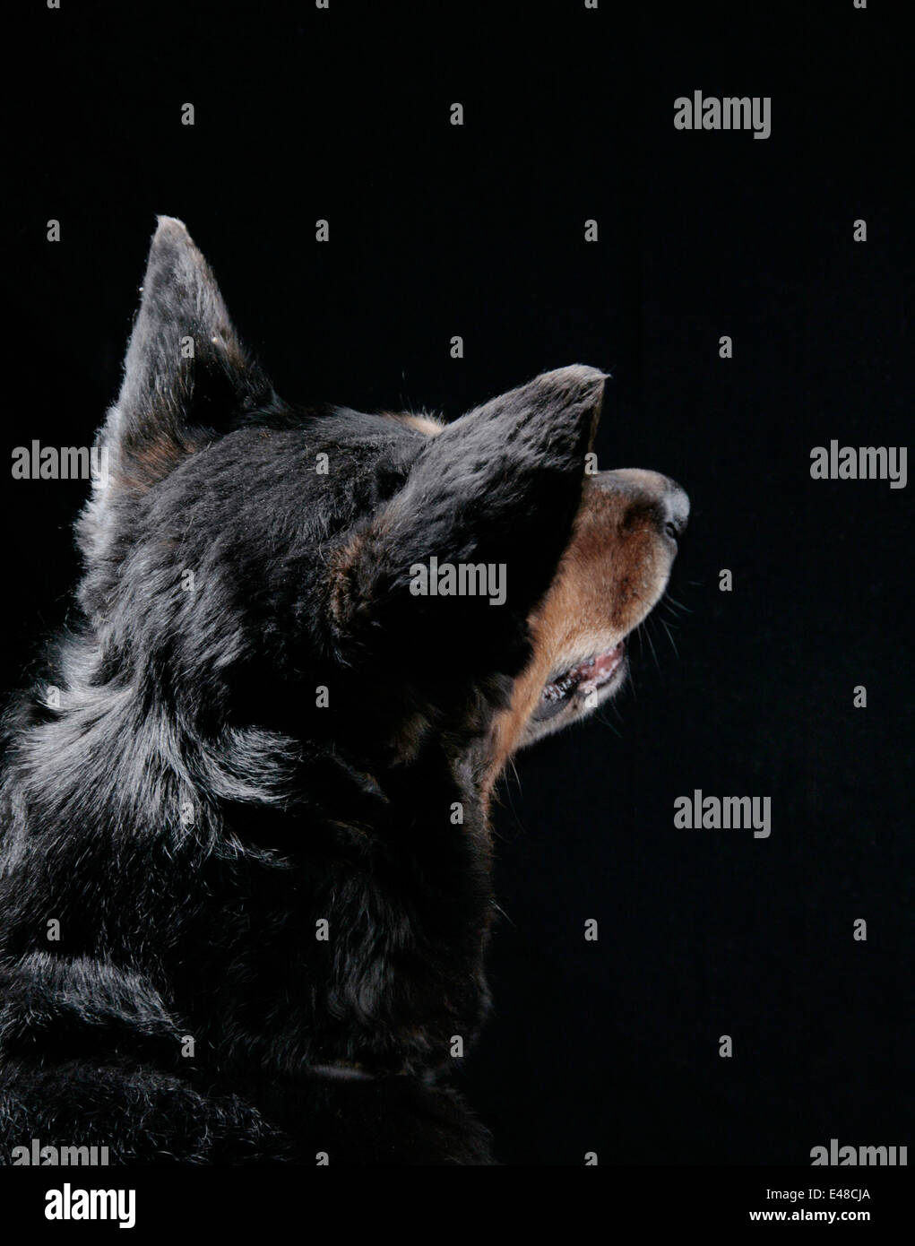 Dogs head hi-res stock photography and images - Alamy