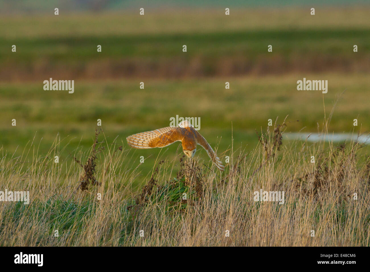 Barn Owl ( Tyto alba ) Hunting Over Farmland In Evening Stock Photo - Alamy