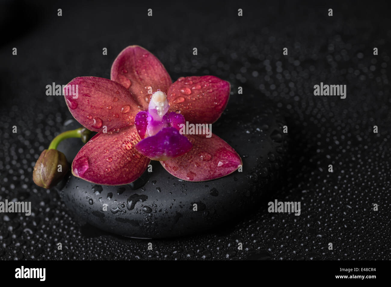 Beautiful spa concept of deep purple orchid (phalaenopsis) and bud, zen ...