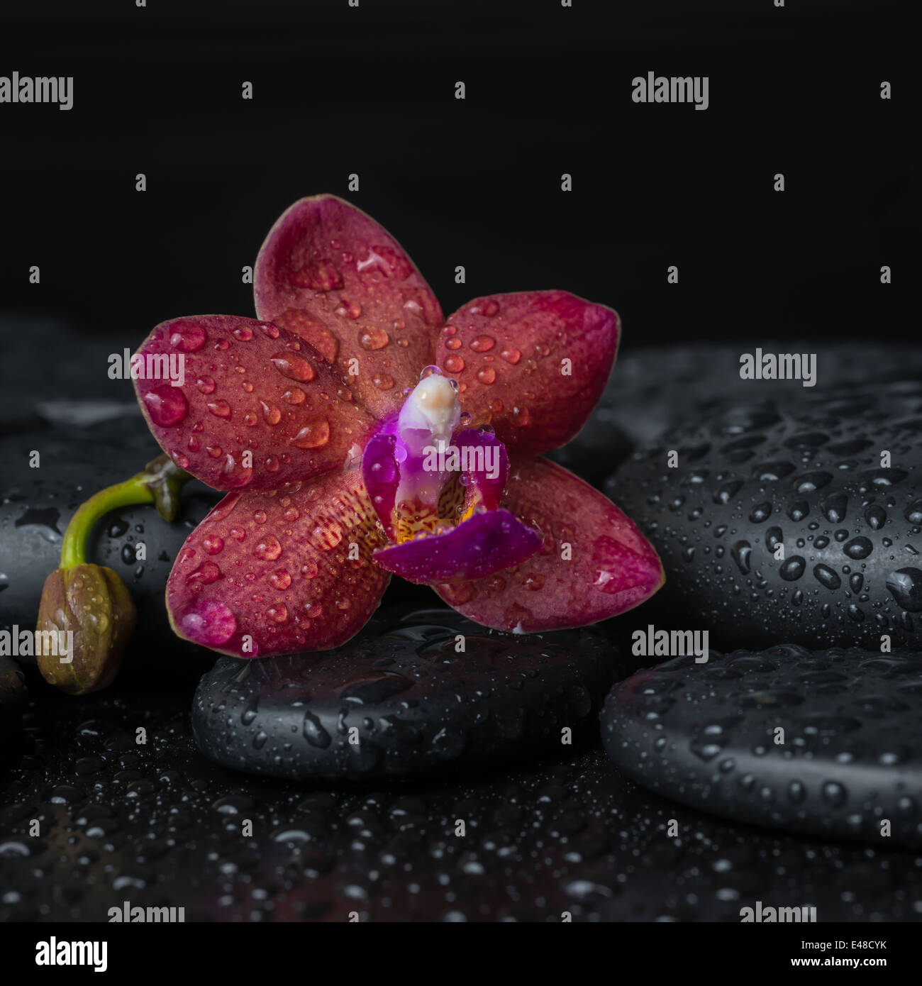 spa concept of deep purple orchid (phalaenopsis) with bud on zen stones ...