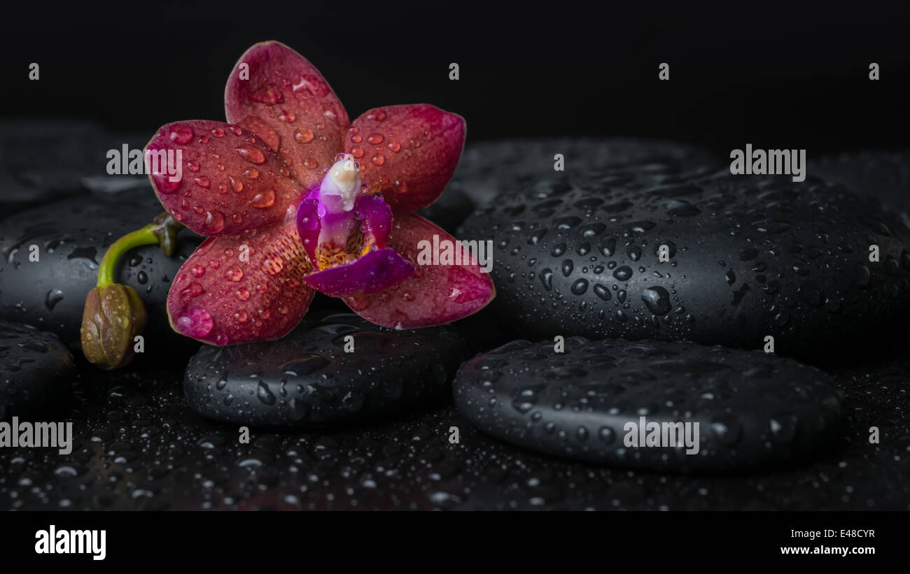 spa concept of deep purple orchid (phalaenopsis) with bud on zen stones ...