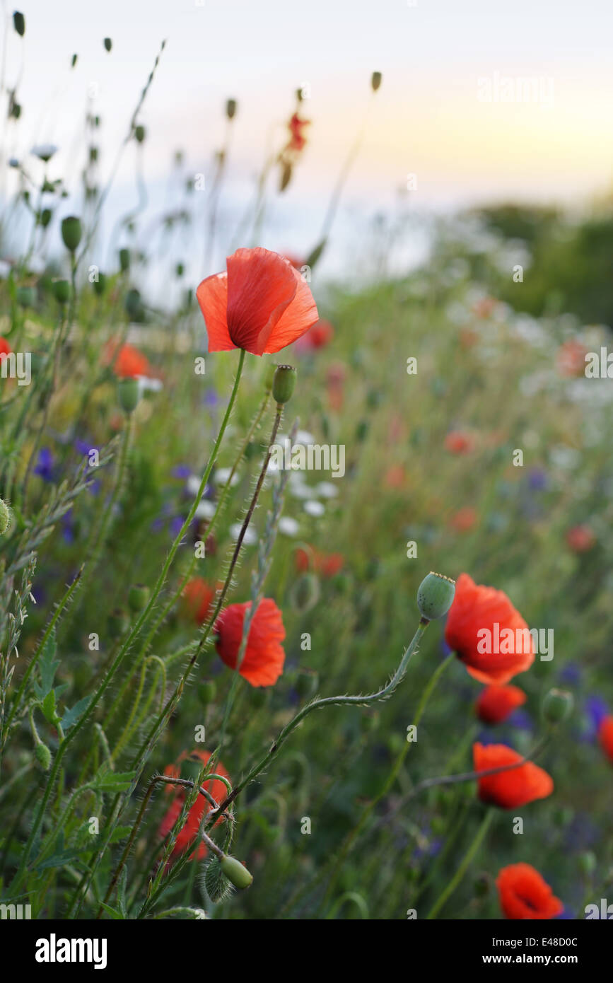 Poppy field at sunrise hi-res stock photography and images - Alamy