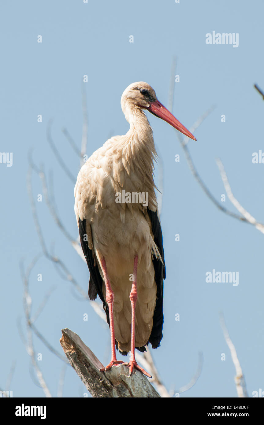 storks atop a tree branch Stock Photo - Alamy