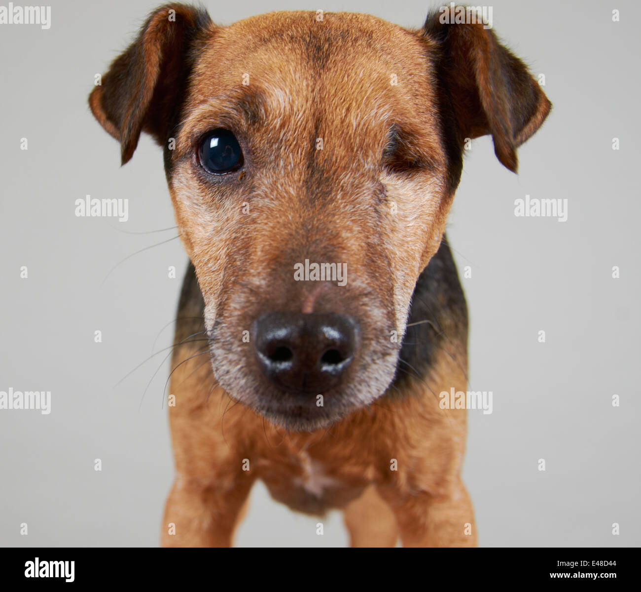 Jack Russell Terrier with one eye missing Stock Photo - Alamy