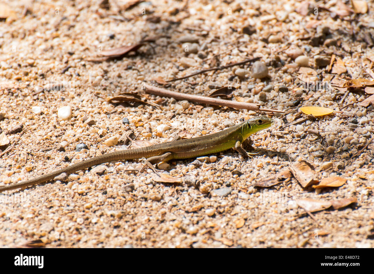 small lizard sunning on the floor Stock Photo - Alamy