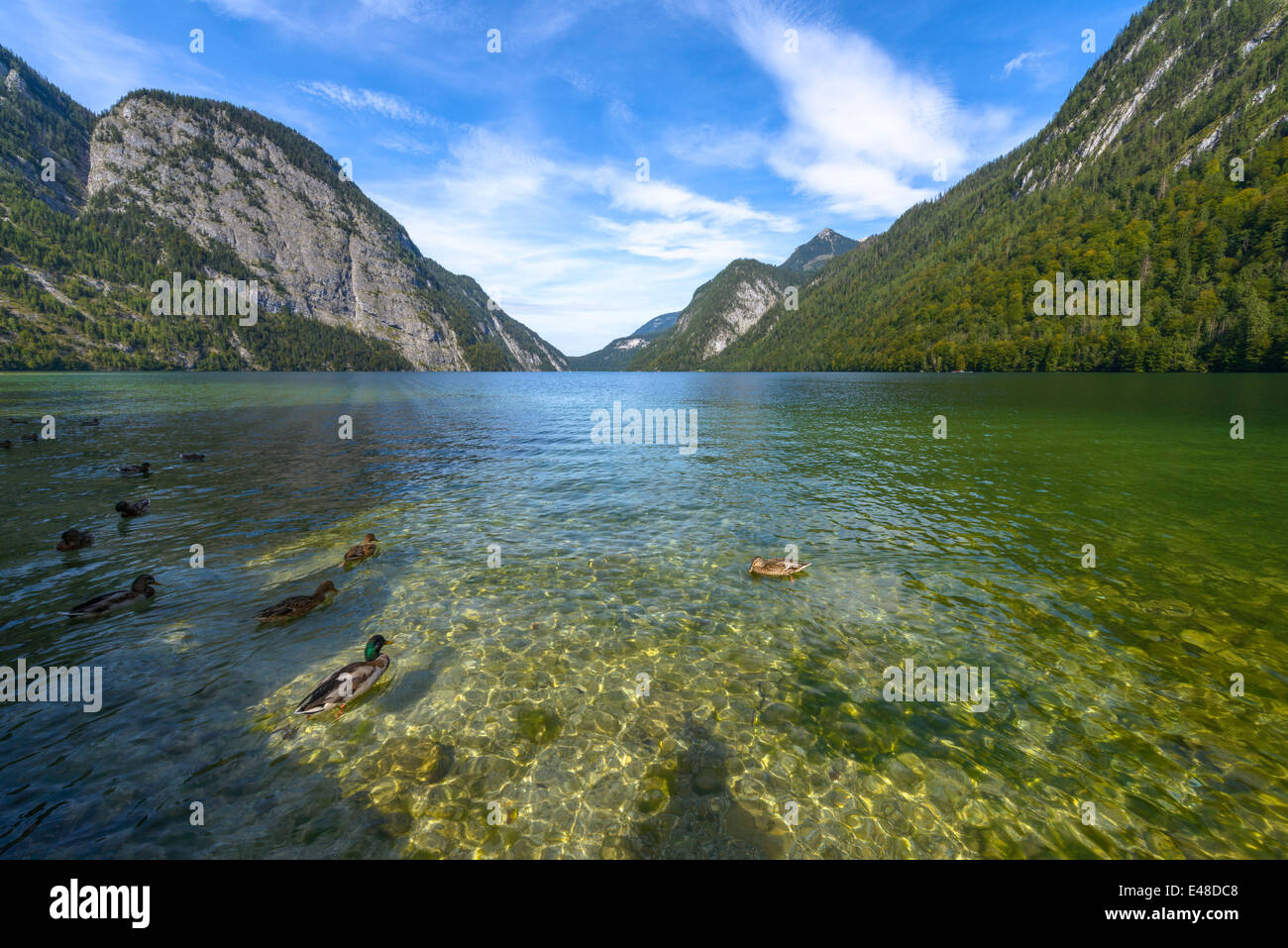 King's lake (Koenigssee) in summer with Ducks swimming in Bavaria ...