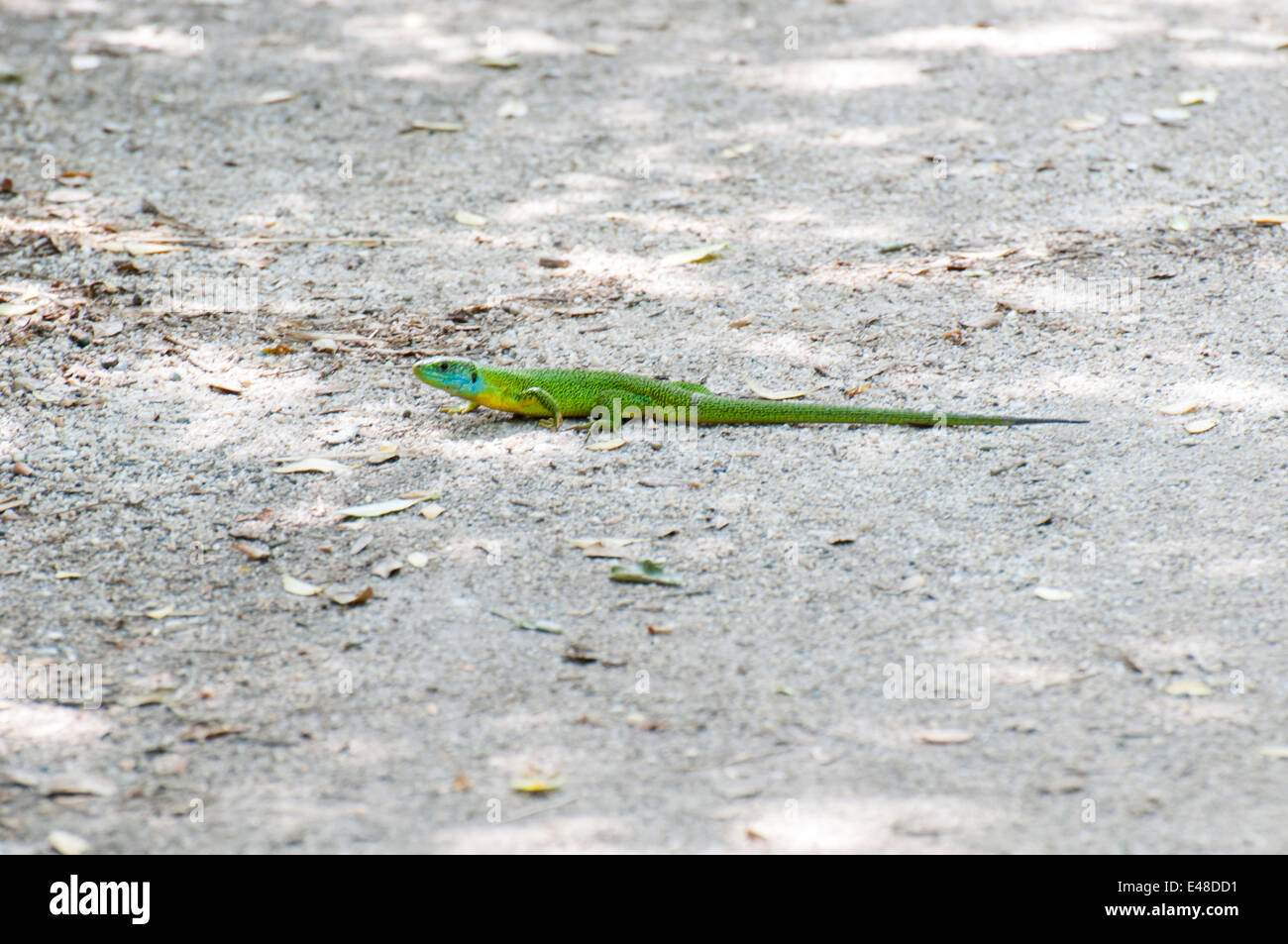 Basked on head hi-res stock photography and images - Alamy