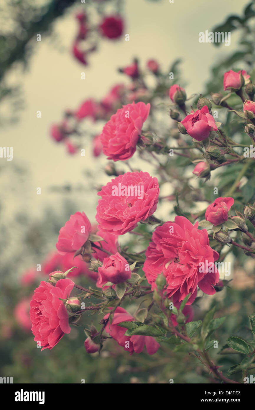Vintage rose flowers close up toned in green and red Stock Photo - Alamy