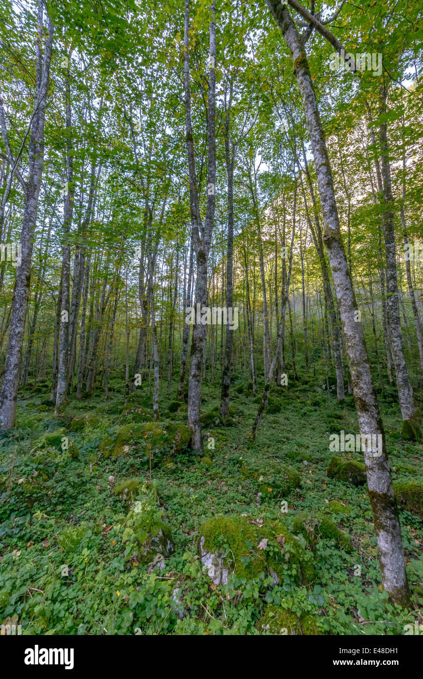 Germany bavaria munich trees hi-res stock photography and images - Alamy