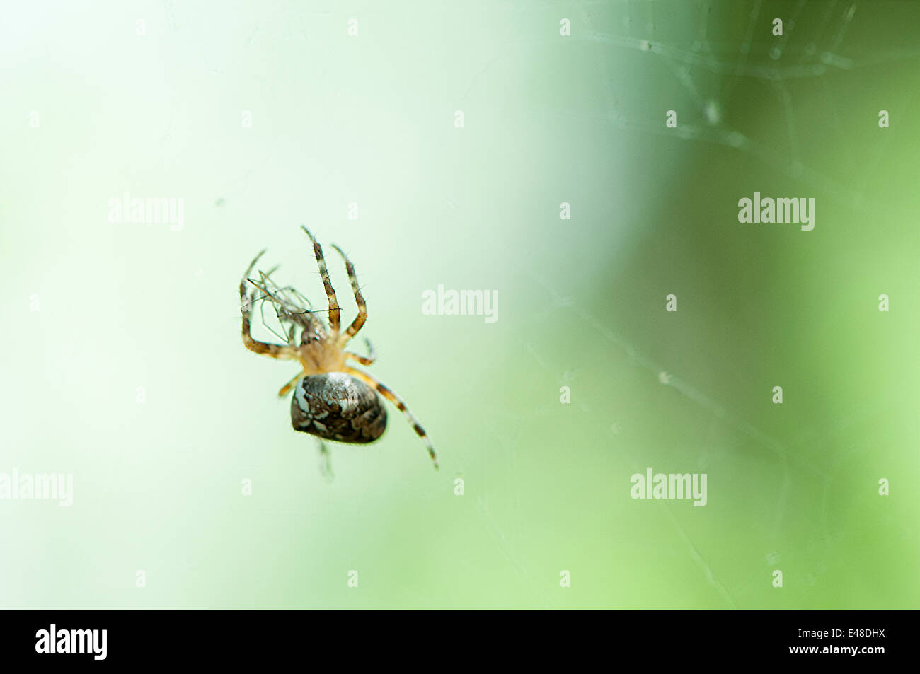 spider weaving spider web to hunt Stock Photo - Alamy