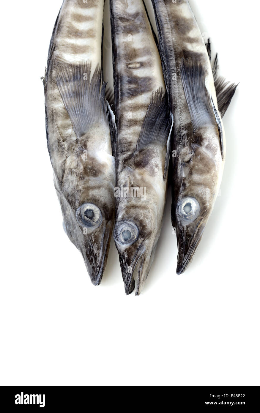 Icefish hi-res stock photography and images - Alamy