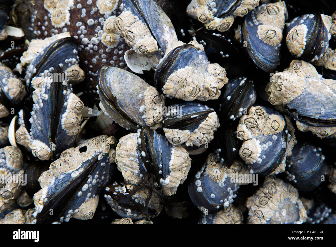 Clams on rock hi-res stock photography and images - Alamy