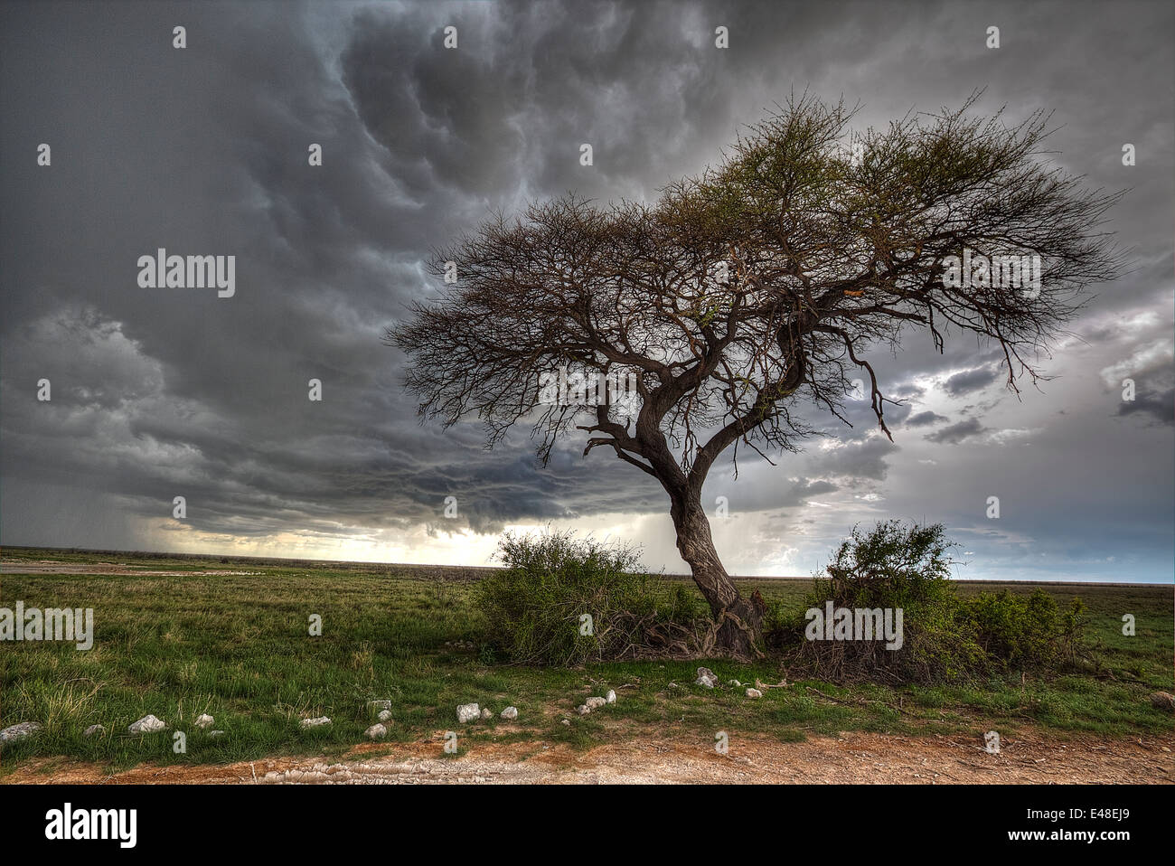 A lone tree with an approaching thunder storm and rain Stock Photo - Alamy