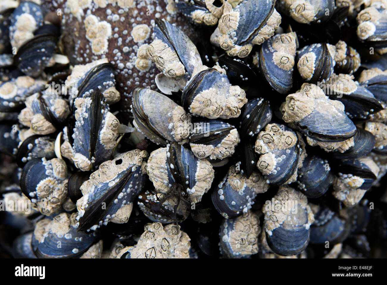 A group of mussels on a rock Stock Photo - Alamy