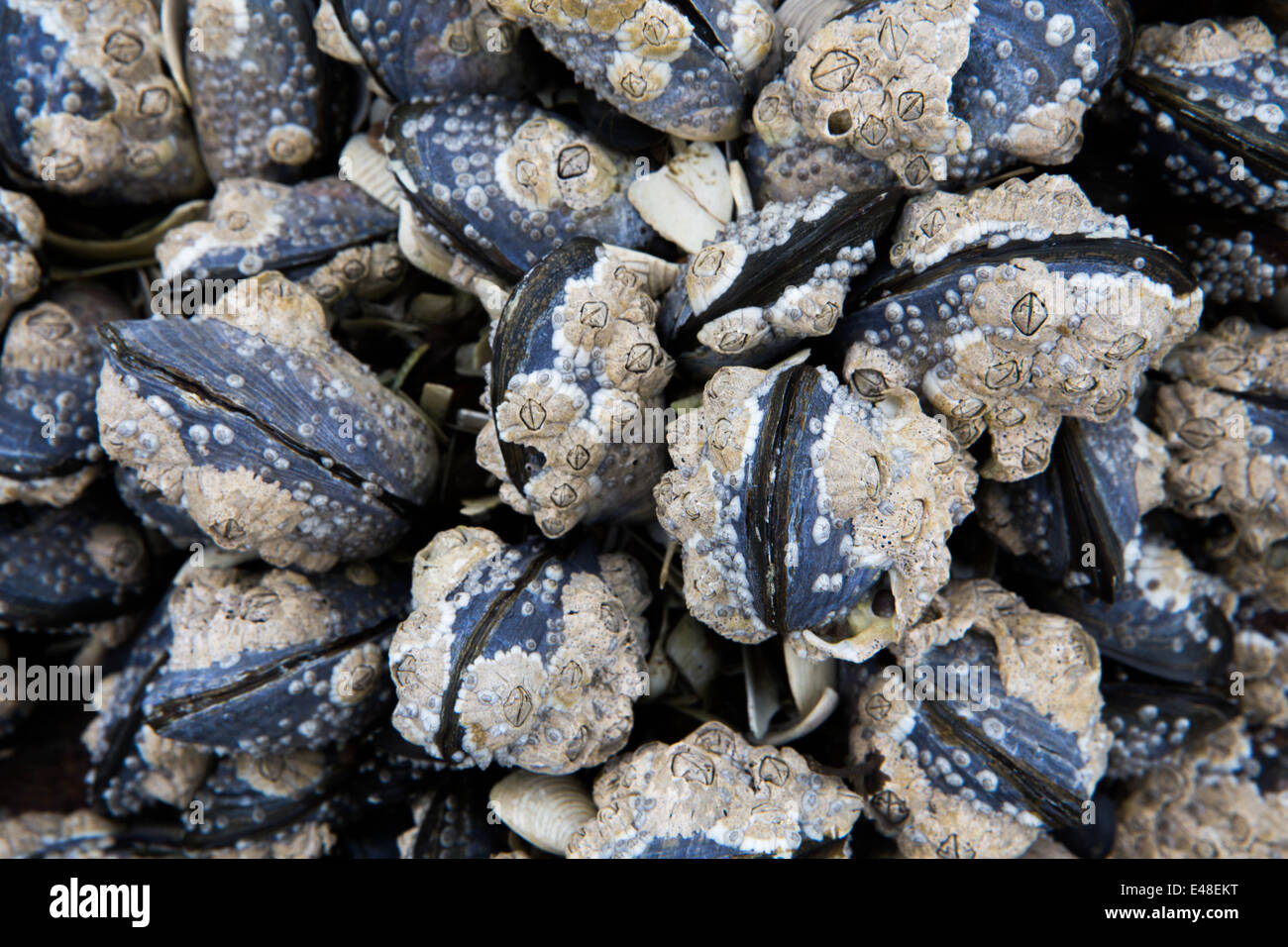 Clams on rock hi-res stock photography and images - Alamy