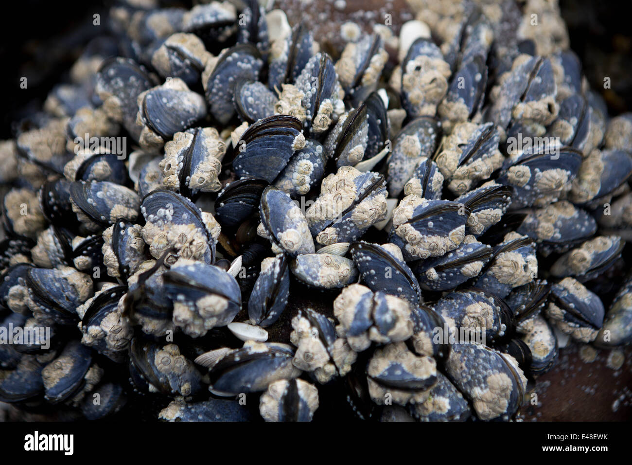 A group of mussels on a rock Stock Photo - Alamy