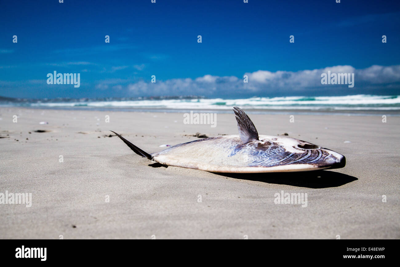 A stranded Mola Mola Sunfish lying on the beach. In contrast it is a ...