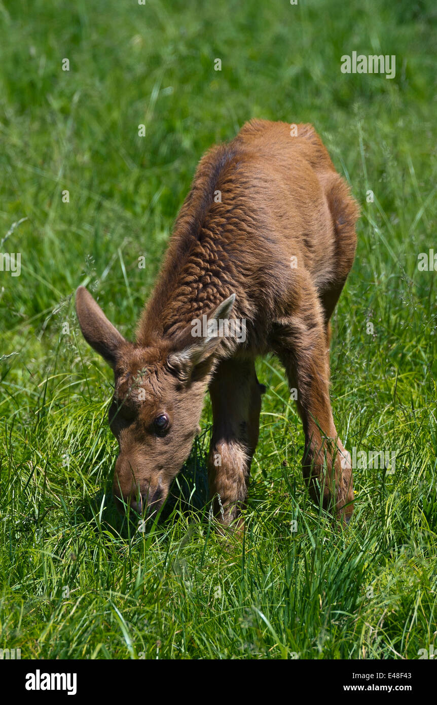 Juvenile elk hi-res stock photography and images - Alamy