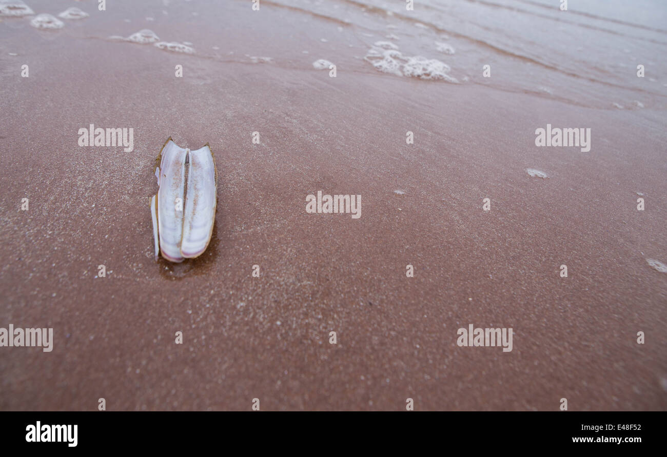 Razor shell hi-res stock photography and images - Alamy