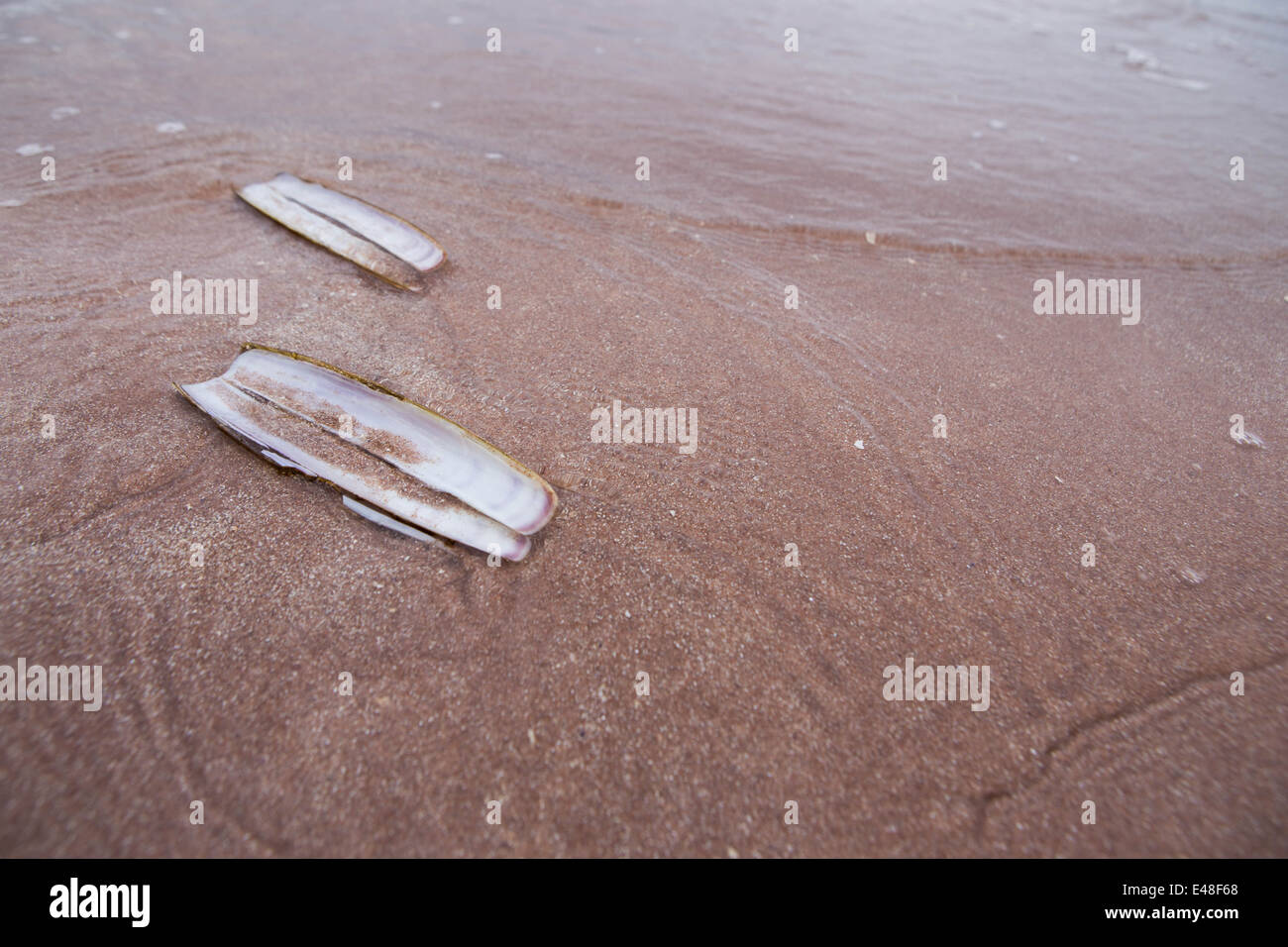 Razorshell shell hi-res stock photography and images - Alamy