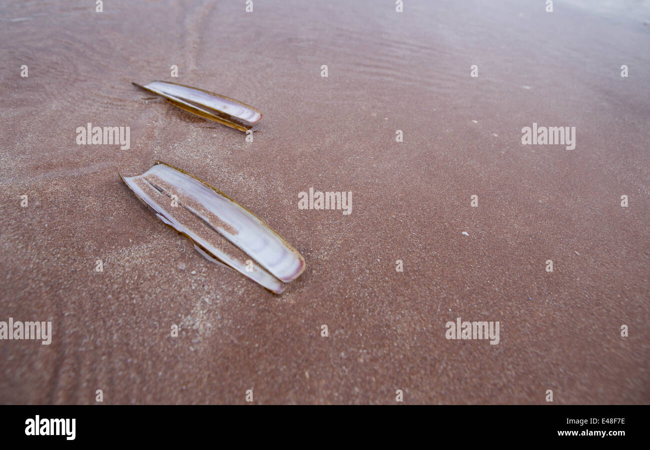 Razor shells on the beach with waves washing over them Stock Photo - Alamy