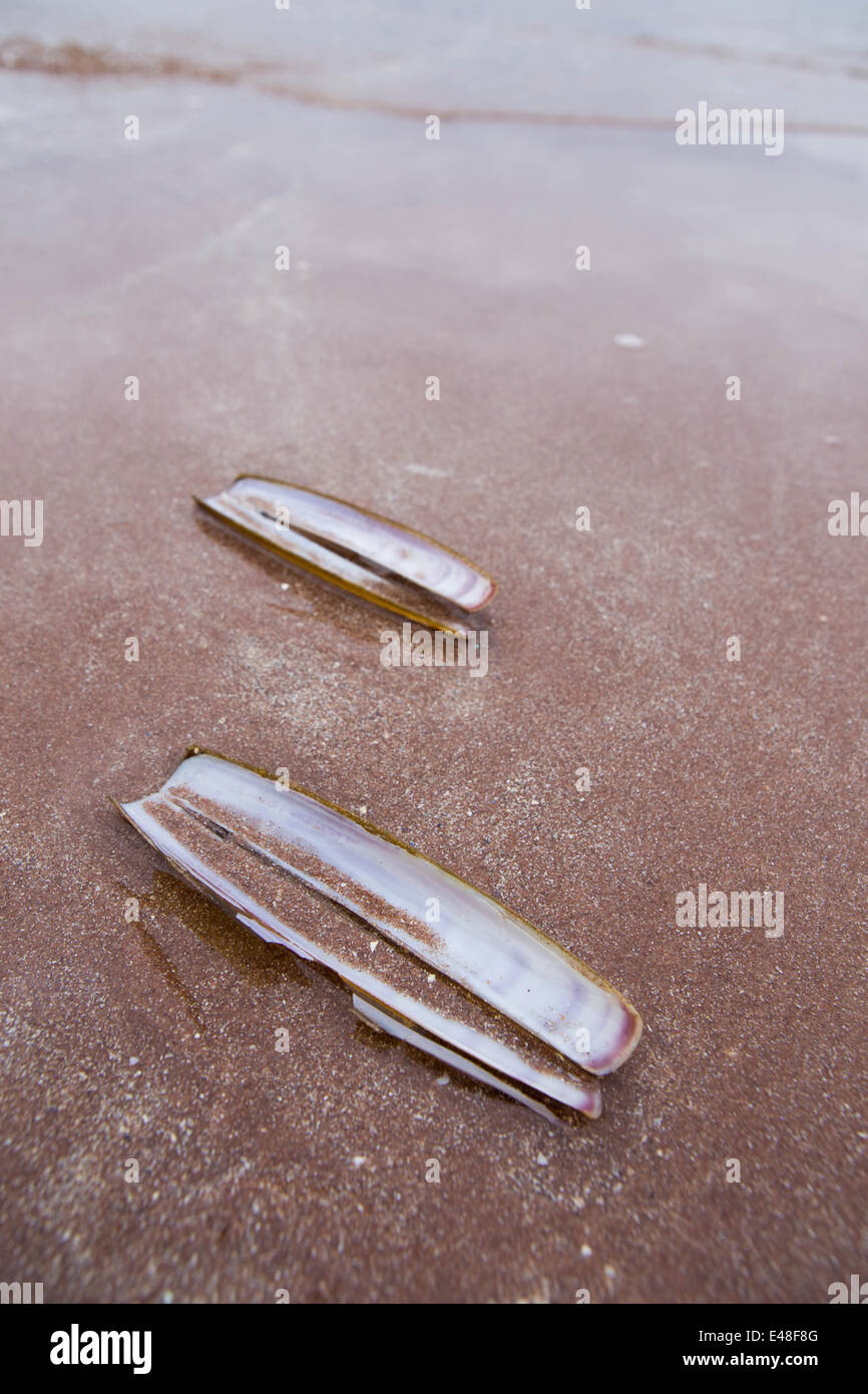 Razor shells on the beach with waves washing over them Stock Photo - Alamy