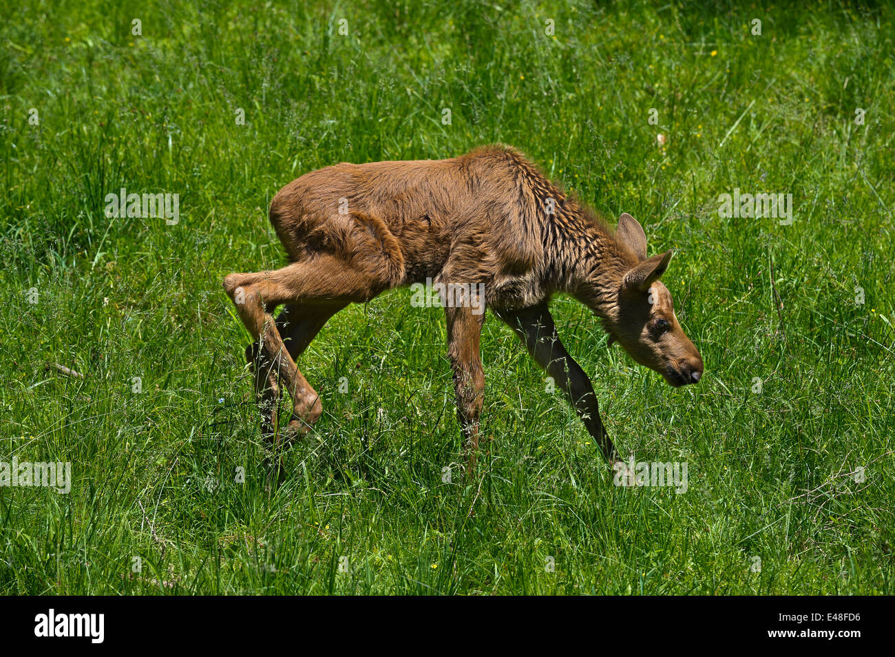 Juvenile elk hi-res stock photography and images - Alamy