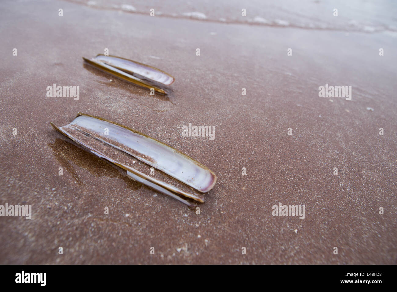Razorshell shell hi-res stock photography and images - Alamy