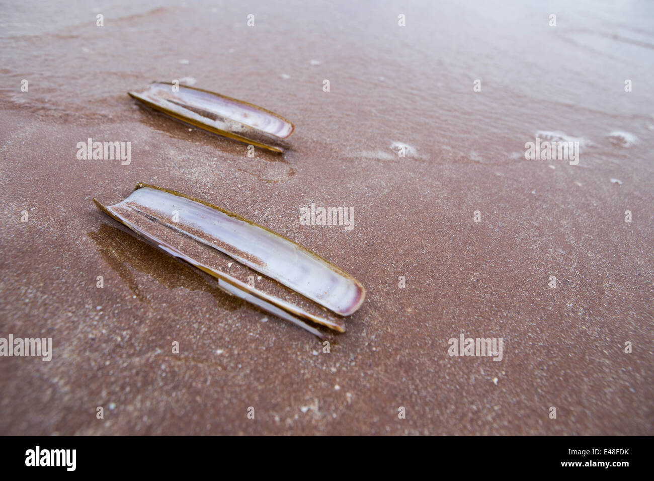 Razorshell beach hi-res stock photography and images - Alamy