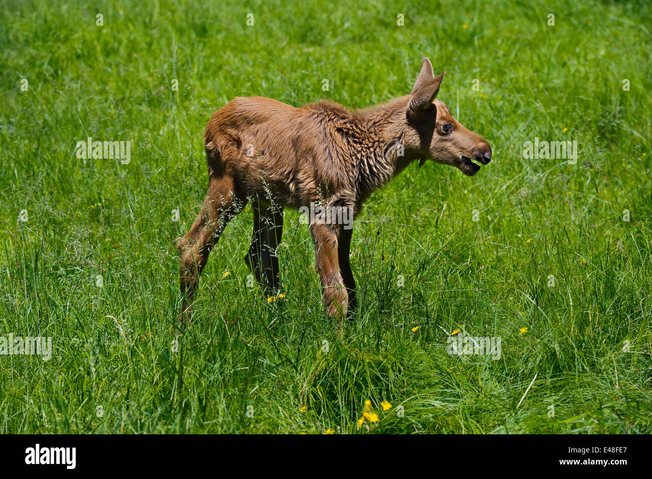 Juvenile elk hi-res stock photography and images - Alamy