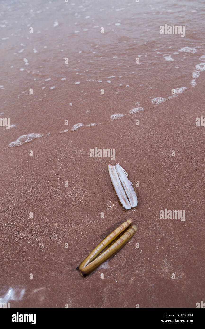 Razor shells on the beach with waves washing over them Stock Photo - Alamy
