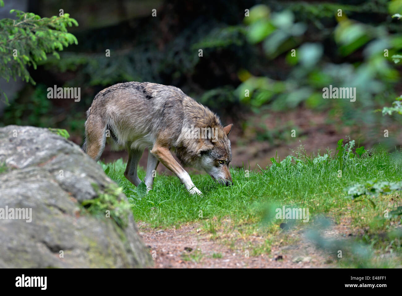 Wolf sniffing ground hi-res stock photography and images - Alamy
