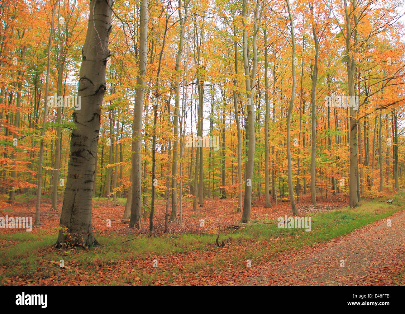 Trail in autumn forest with beautiful colors Stock Photo - Alamy